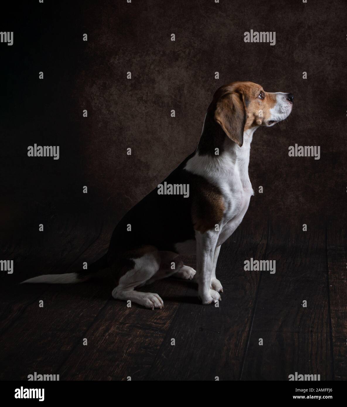 Beagle profile hi-res stock photography and images - Alamy