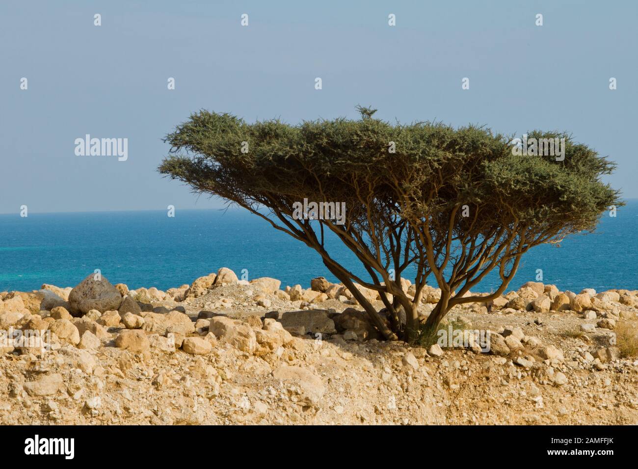 Umbrella Thorn Acacia (Vachellia tortilis). A medium to large canoped ...