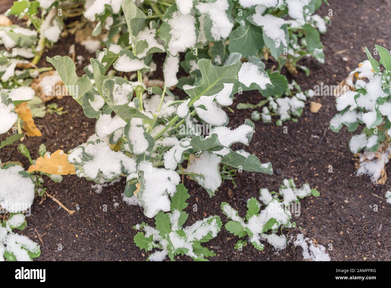 Healthy broccoli plant covered by snow in raised bed garden near Dallas ...