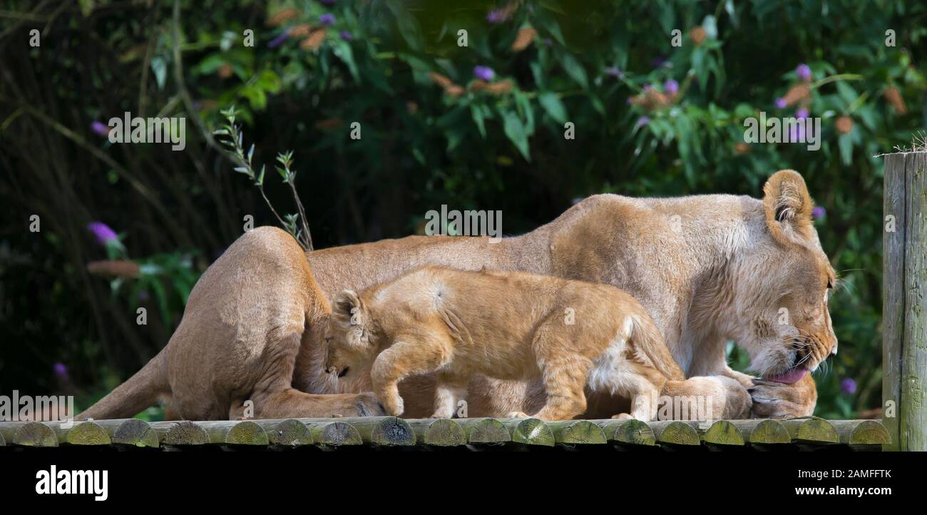Cotswold lions hi-res stock photography and images - Alamy