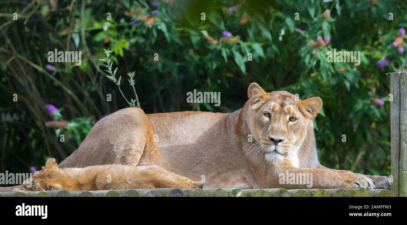 Close up of Asiatic lioness (Panthera leo persicus) lying with cute ...