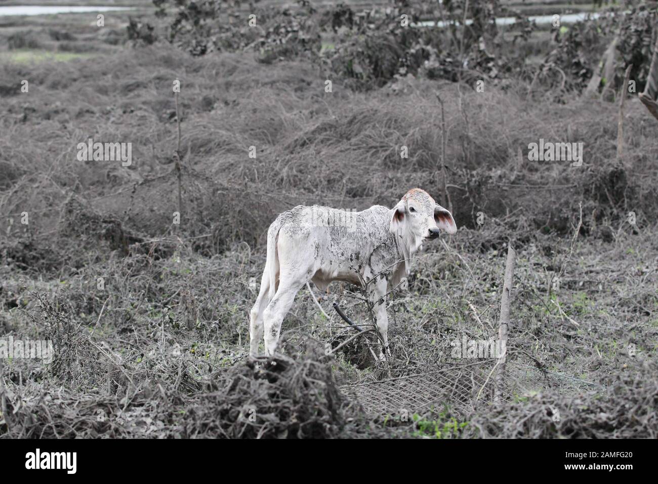 Batangas, Philippines. 13th Jan 2020. An ash-covered cow is seen as ...