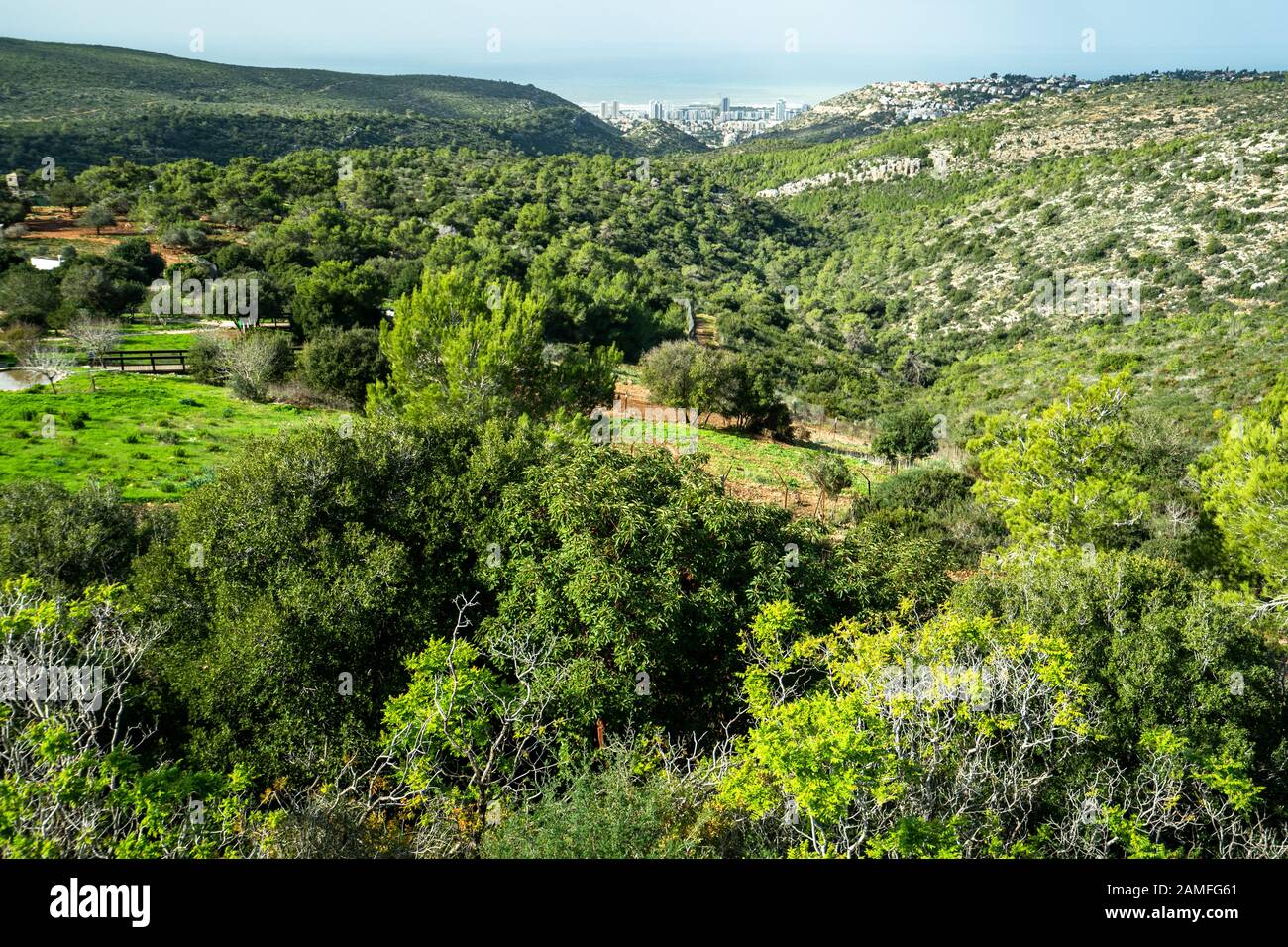 lush green landscape in the Carmel Mountain range, Israel Stock Photo ...