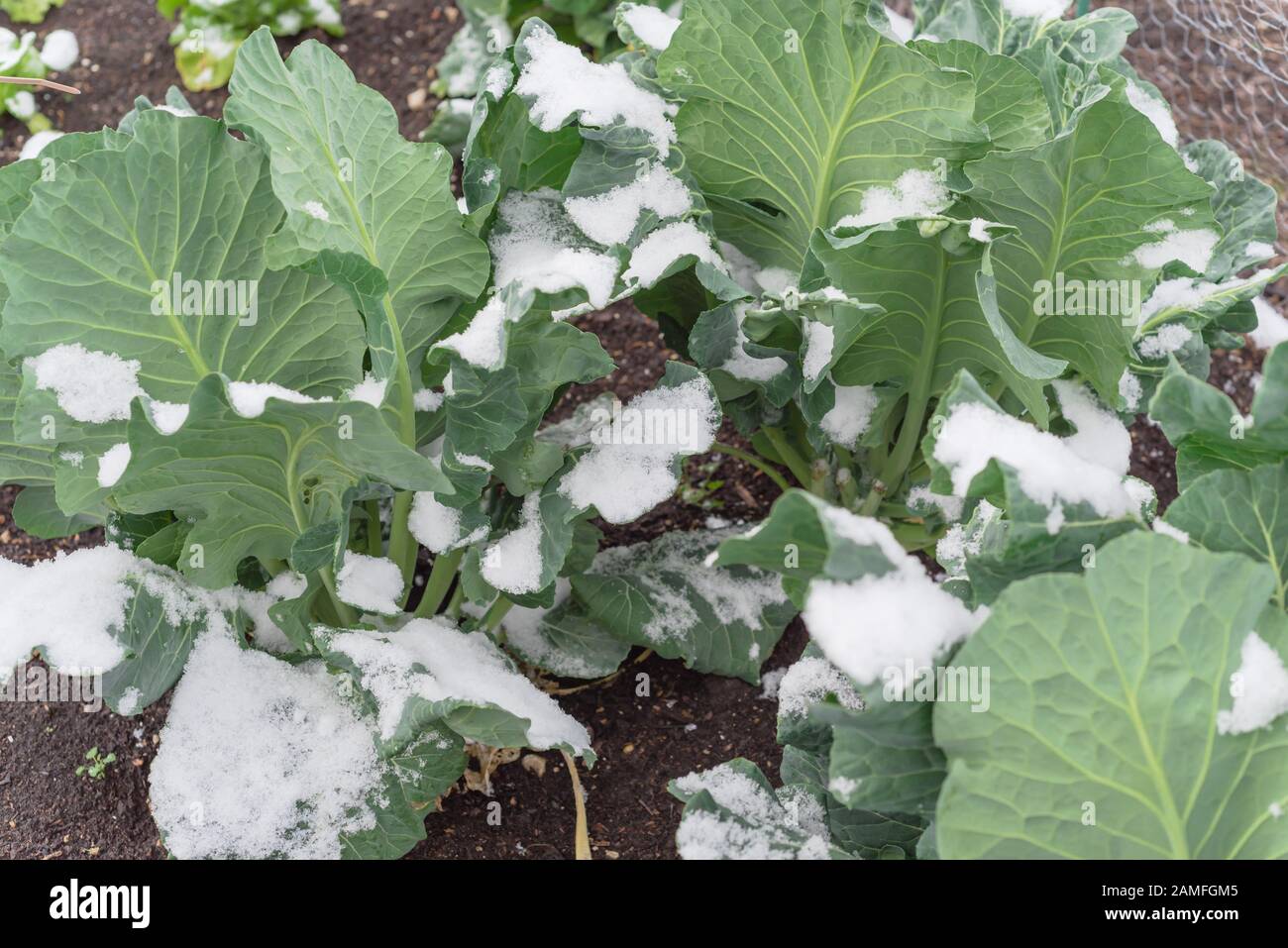 Healthy broccoli plant covered by snow in raised bed garden near Dallas ...