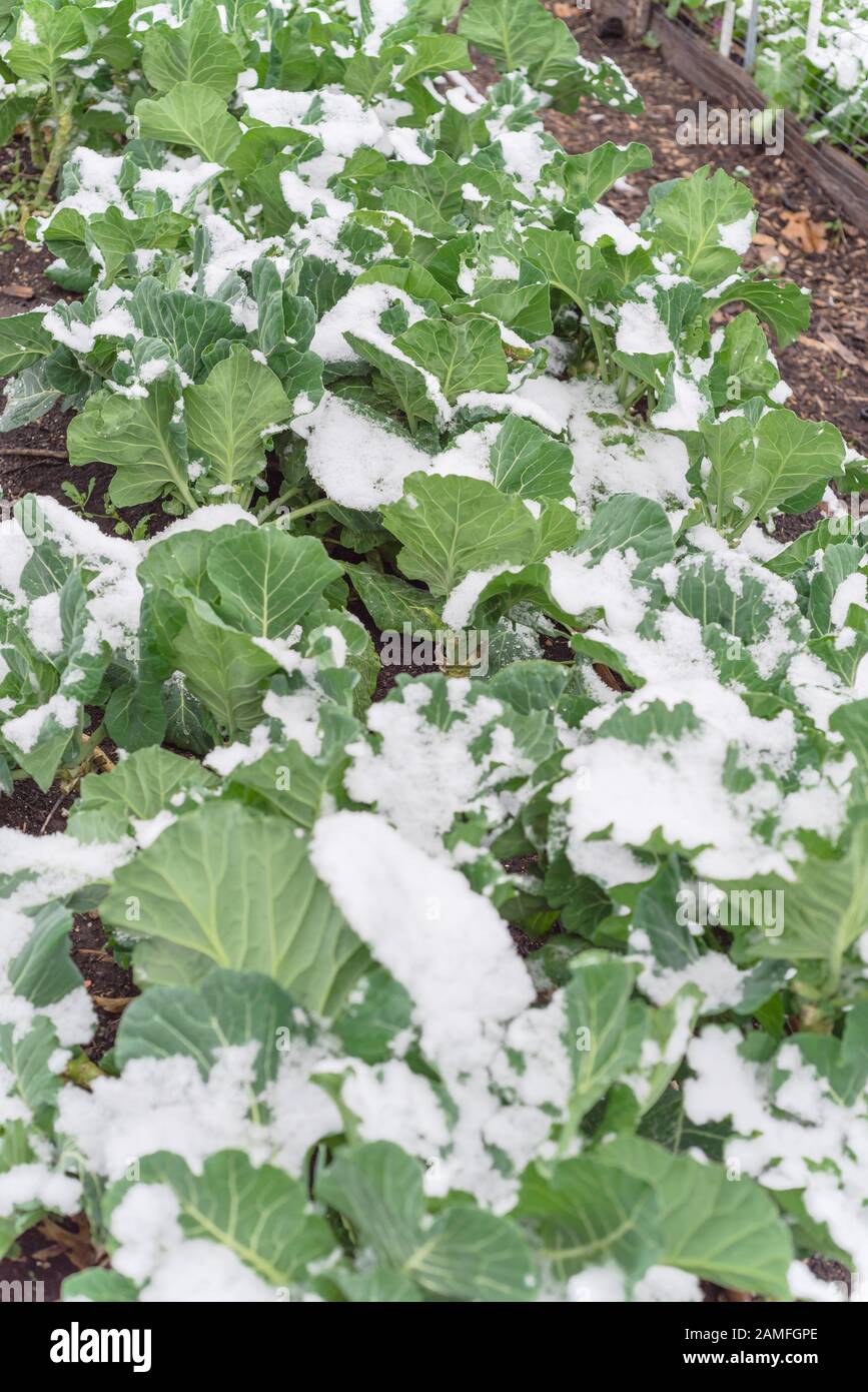 Healthy broccoli plant covered by snow in raised bed garden near Dallas ...