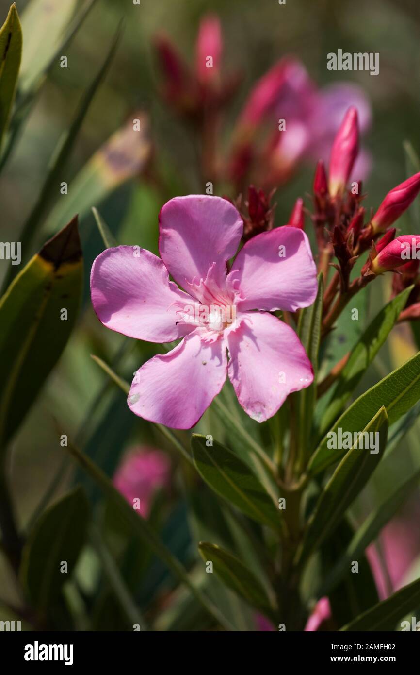 Flowering pink Oleander (Nerium oleander) bush. Photographed in Israel ...