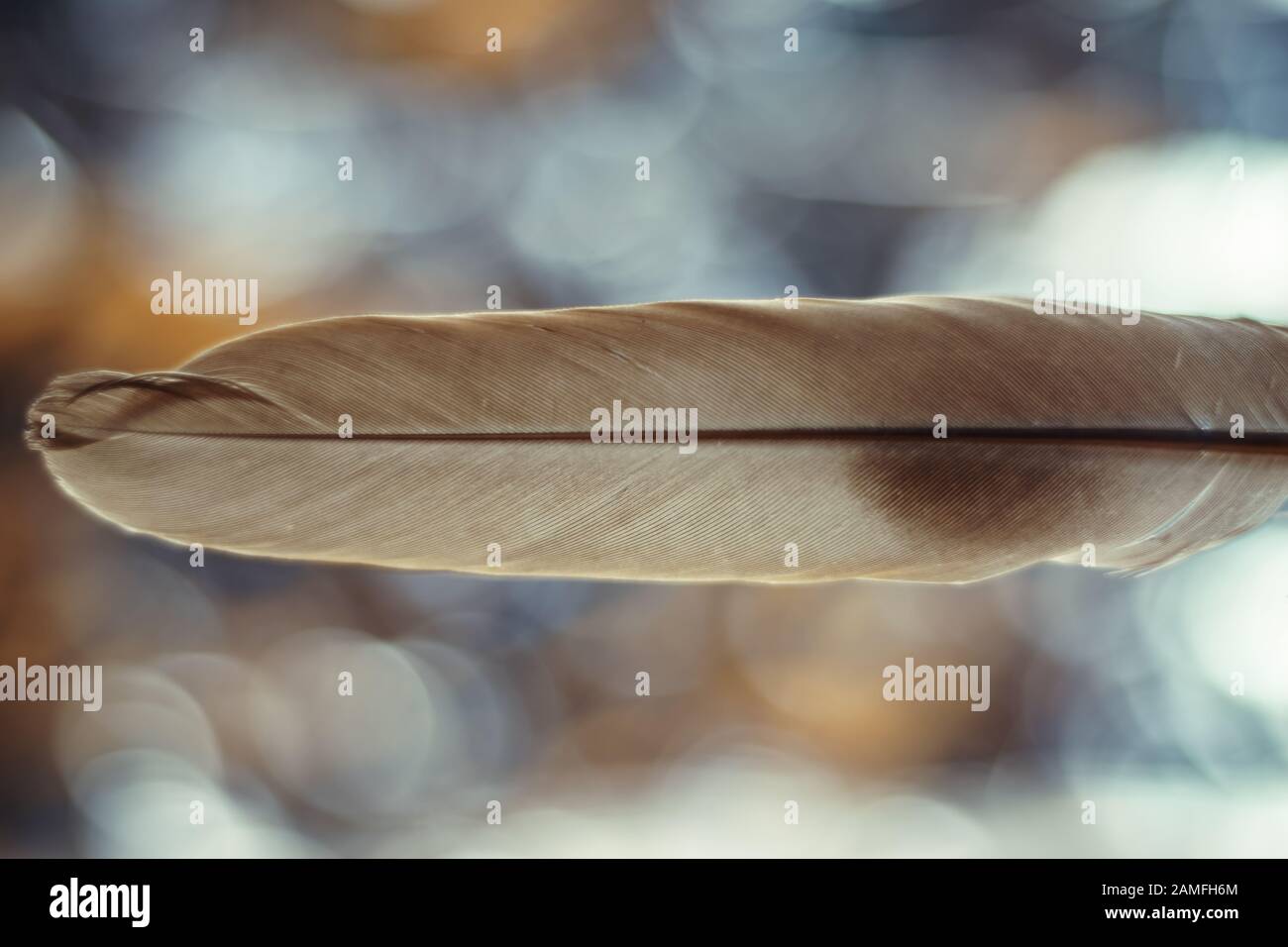 Close up Beautiful brown Bird feather pattern background for design ...