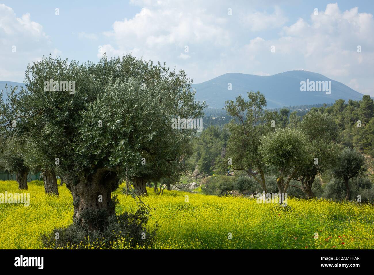 Olive tree plantation Photographed in Galilee, Israel Stock Photo - Alamy
