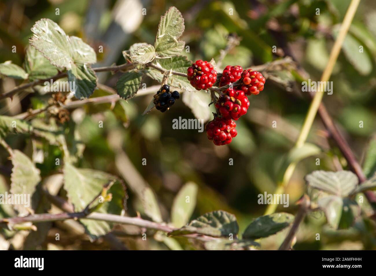 raspberry bush. close up of the red and black edible fruit ...