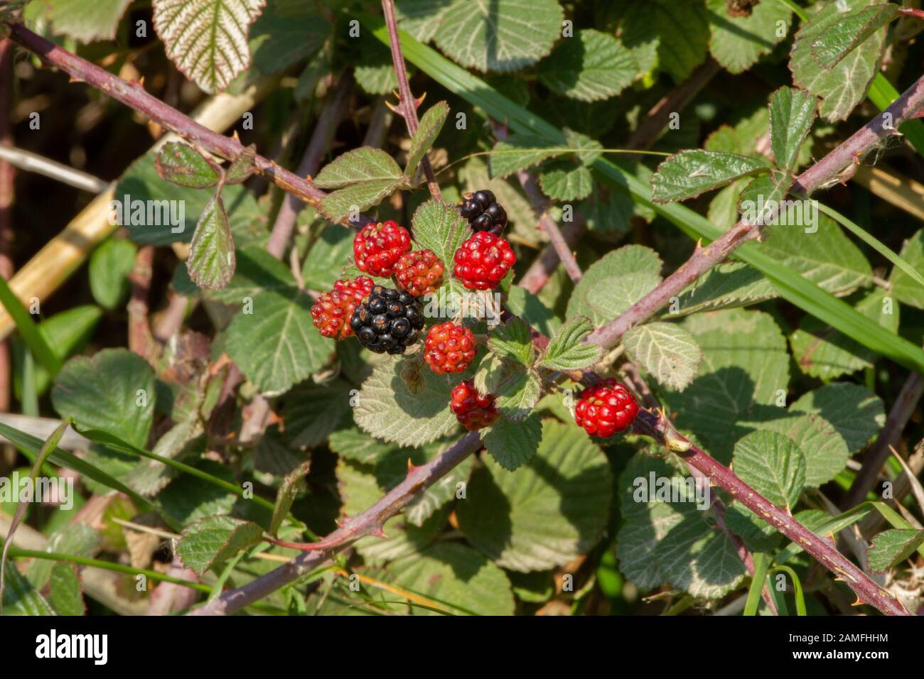raspberry bush. close up of the red and black edible fruit ...