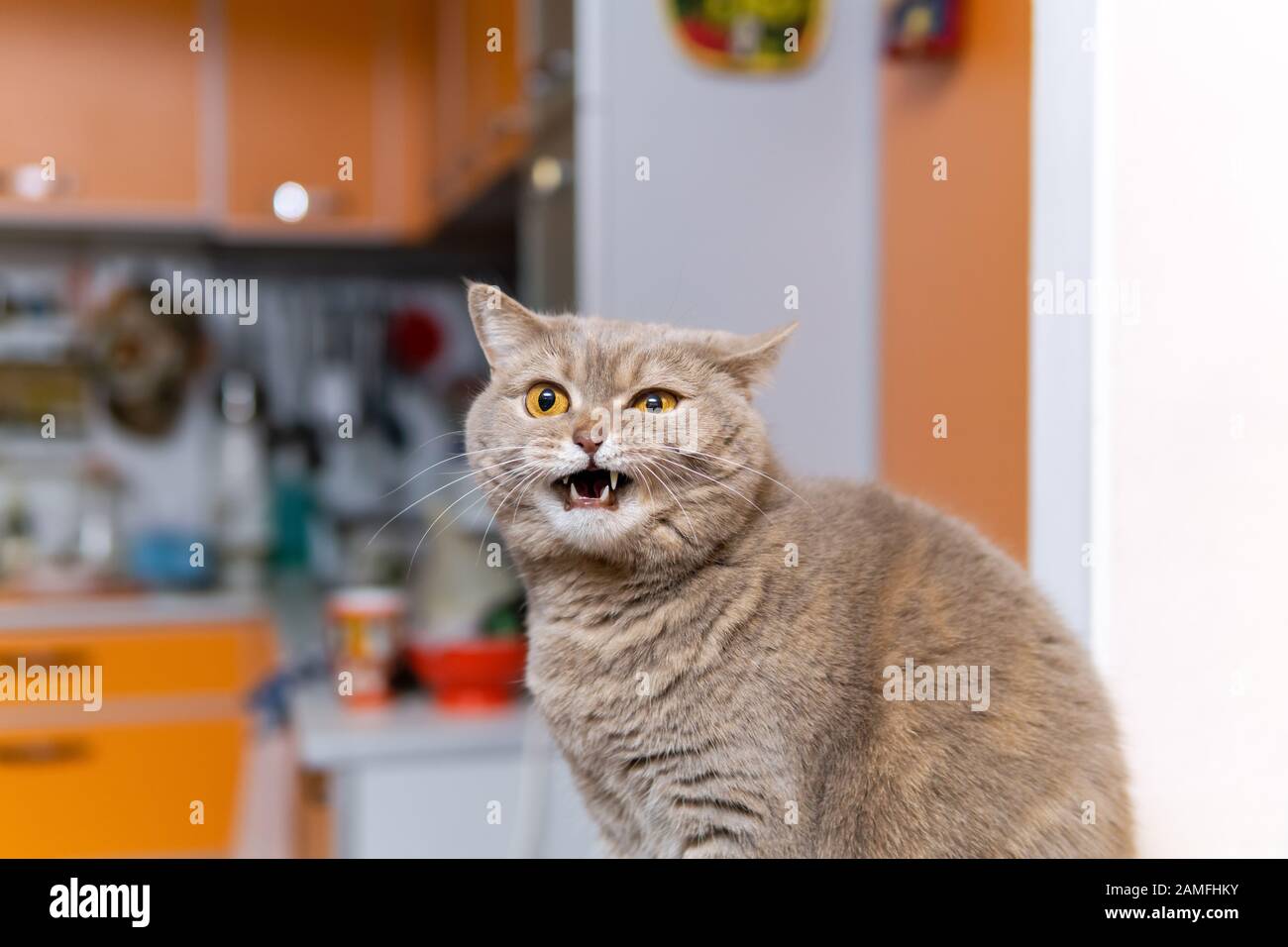 Strange expression hi-res stock photography and images - Alamy