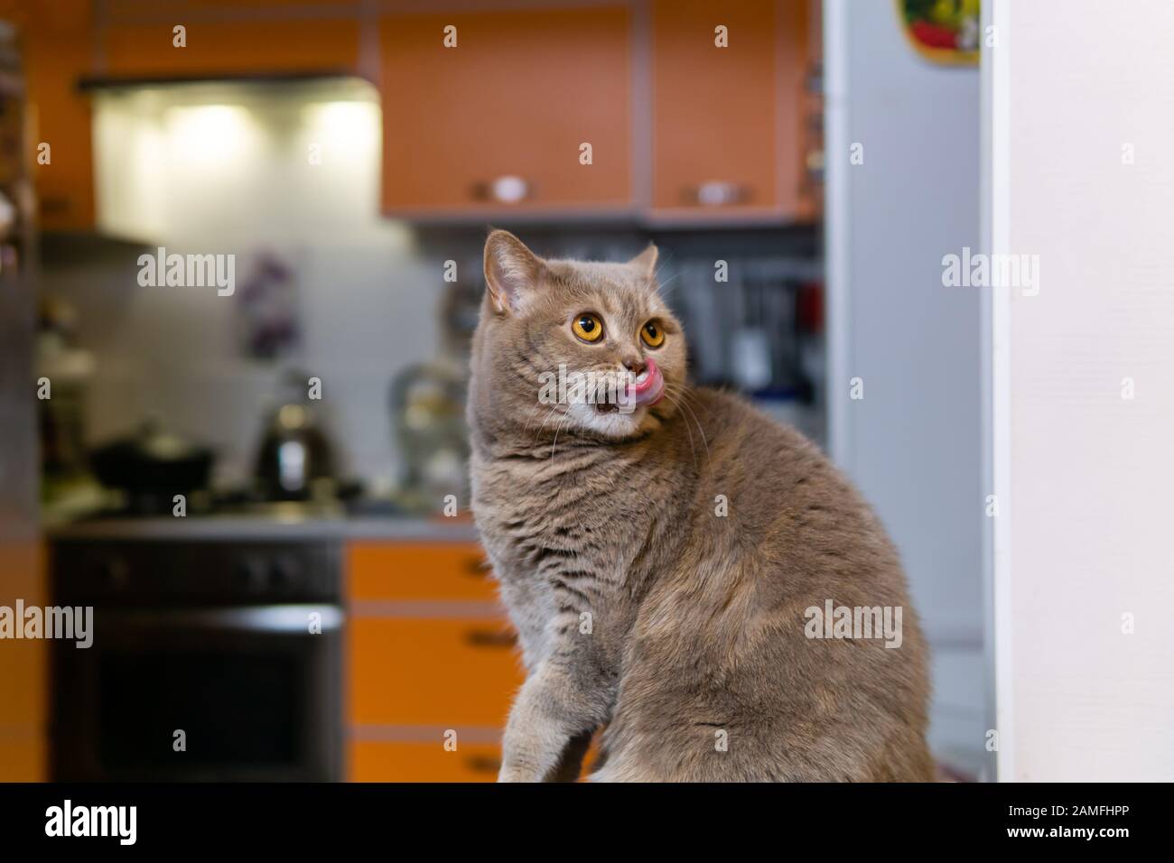 well-fed scottish straight cat washing itself after eating Stock Photo ...