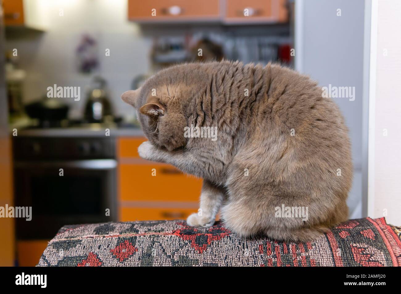fluffy scottish straight cat washing itself at home Stock Photo - Alamy