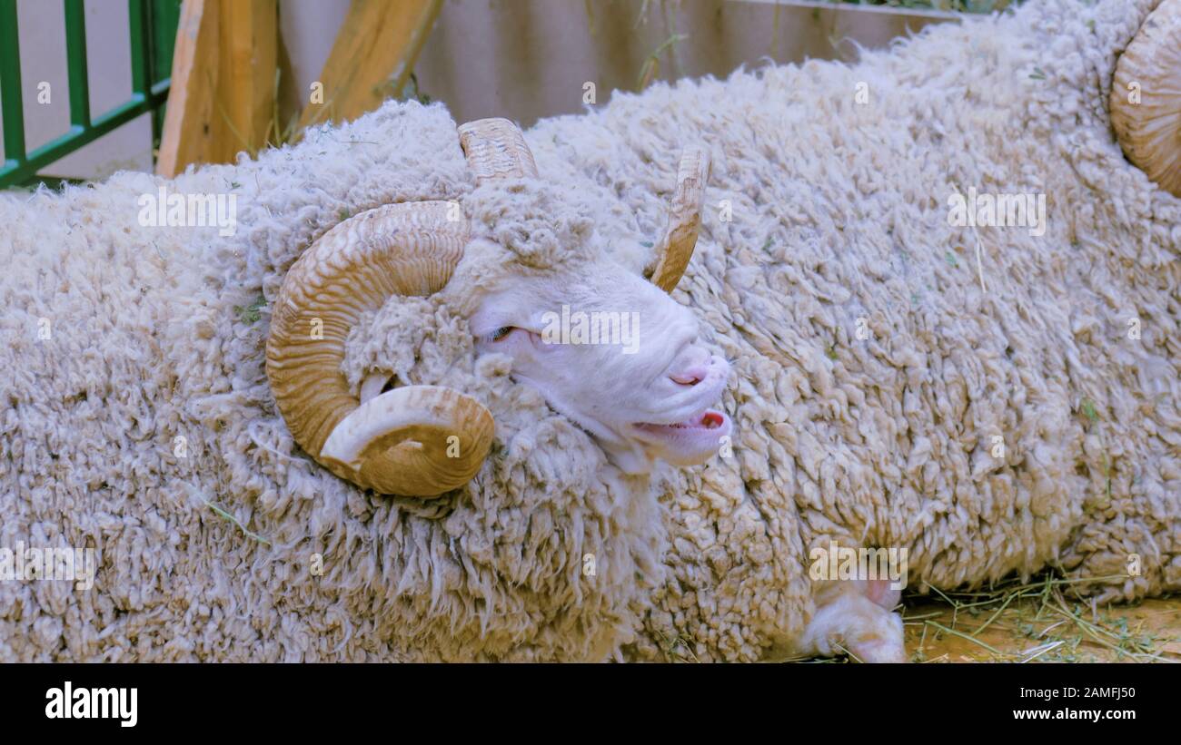 Funny ram with horns Stock Photo - Alamy
