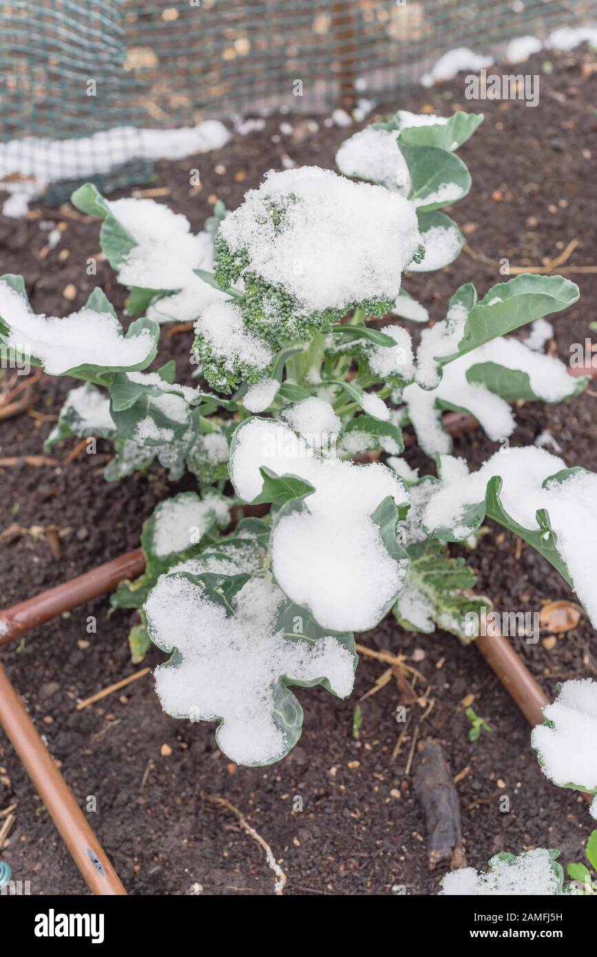 Plot with irrigation system and snow covered on organic broccoli leaves ...