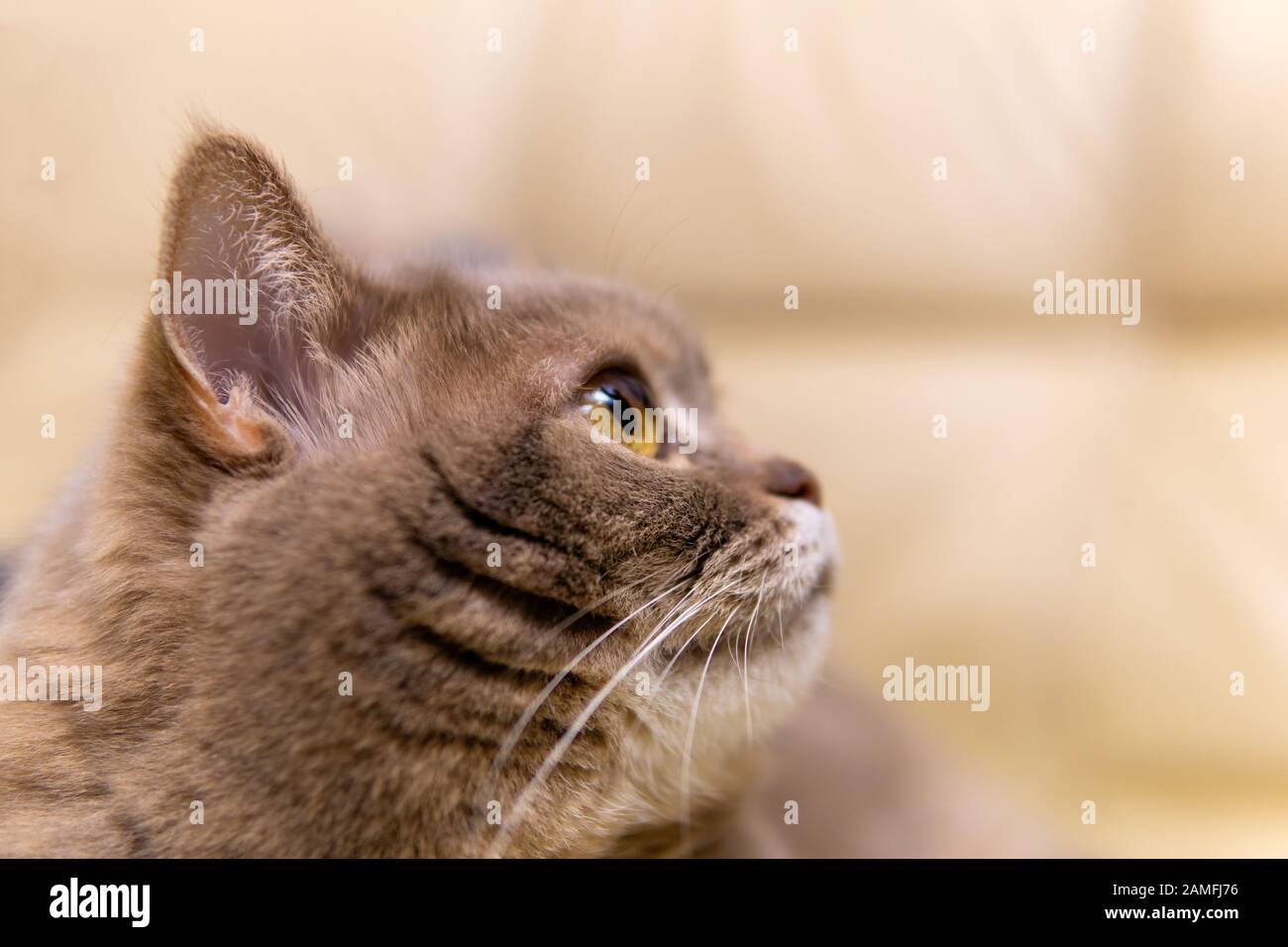 close-up cat face looking up on blurry background Stock Photo - Alamy