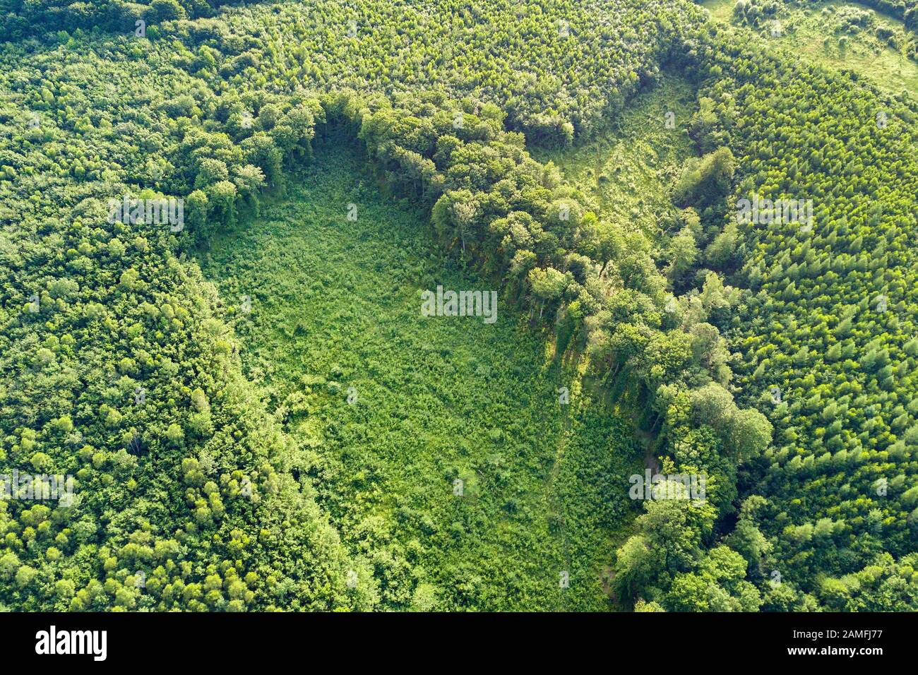 Top down aerial view of green summer forest with large area of cut down ...