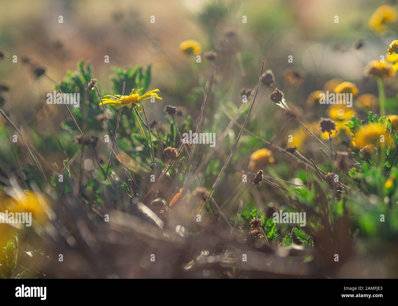 Wild floral hi-res stock photography and images - Alamy