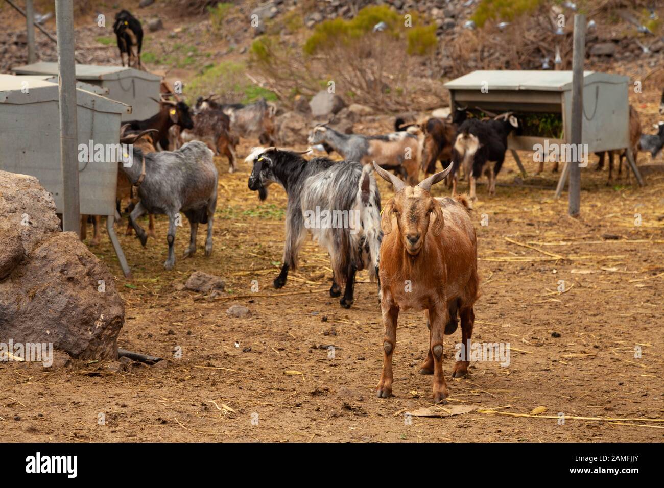 Canary goats hi-res stock photography and images - Alamy