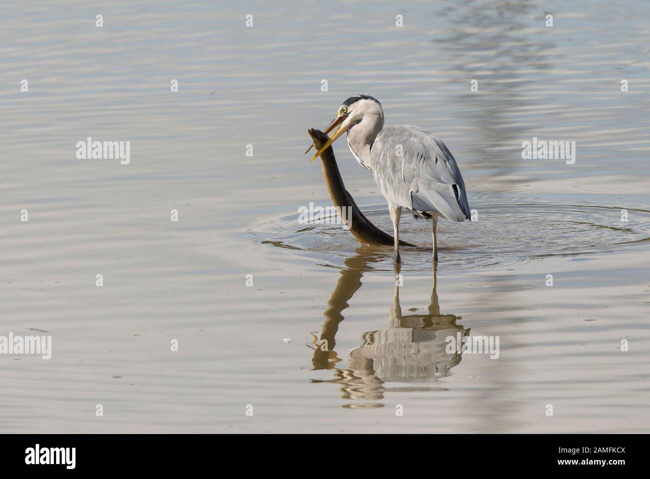 Rear view close up, UK grey heron (Ardea cinerea) feeding standing ...