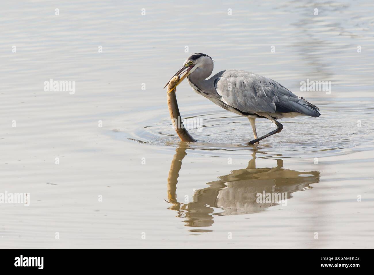 Grey eel hi-res stock photography and images - Alamy