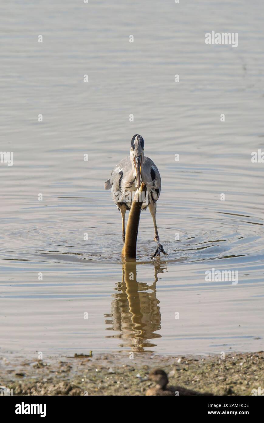 Uk grey heron hi-res stock photography and images - Alamy