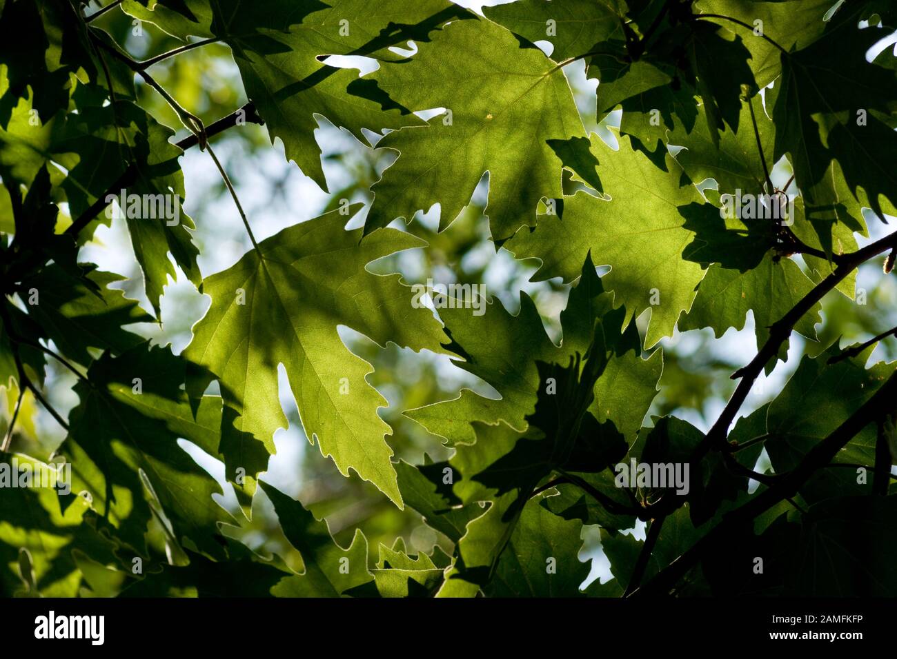 Close up of the lush green Platanus Tree (Plane Tree) leafs ...