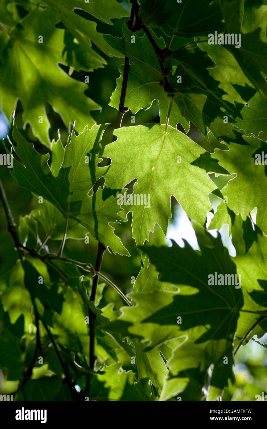 Plane tree leaf hi-res stock photography and images - Alamy