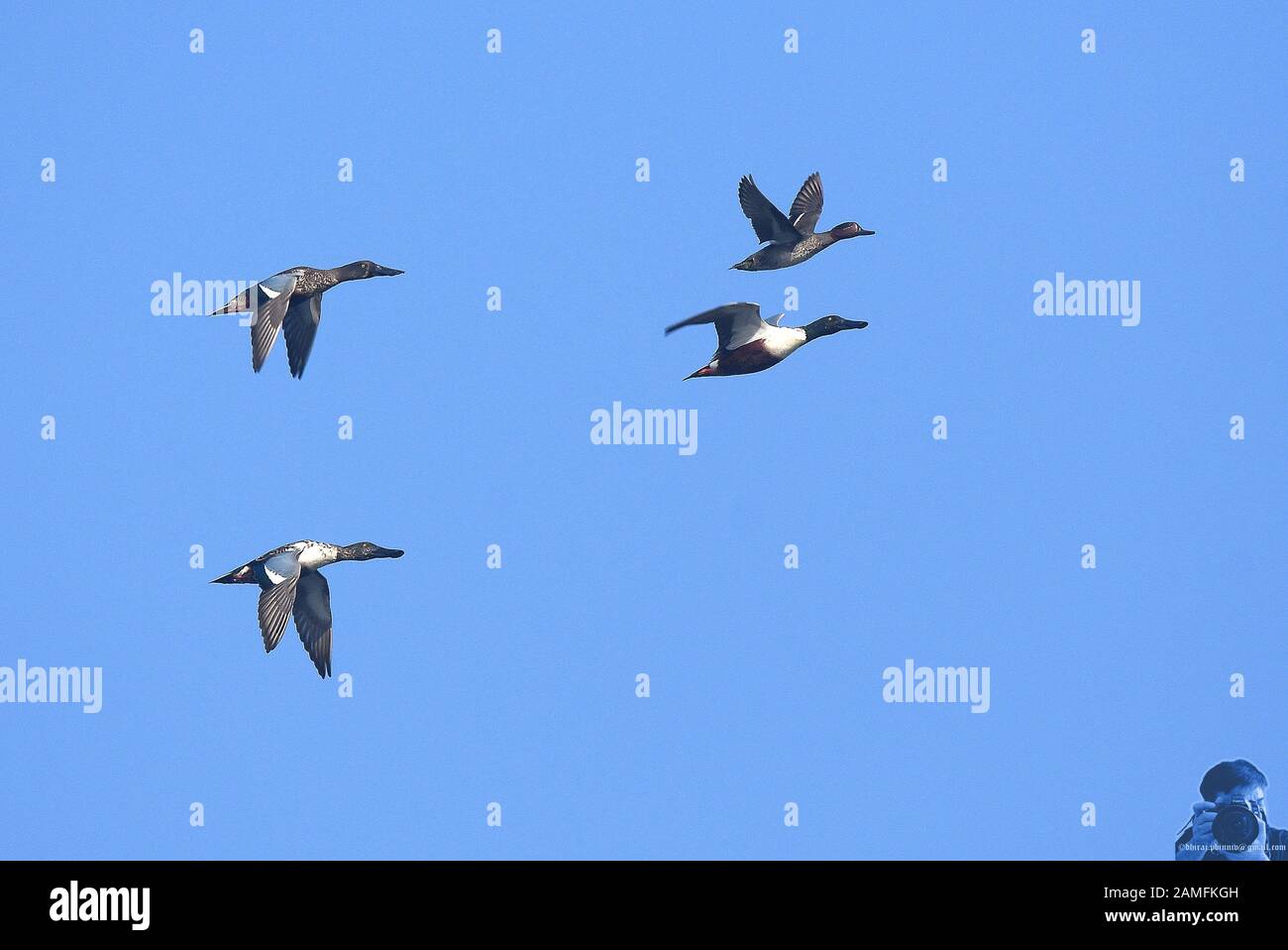 duck birds migratory Stock Photo - Alamy