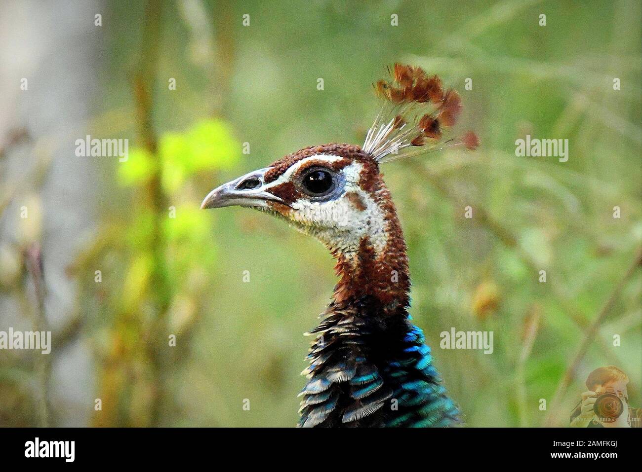 duck birds migratory Stock Photo - Alamy