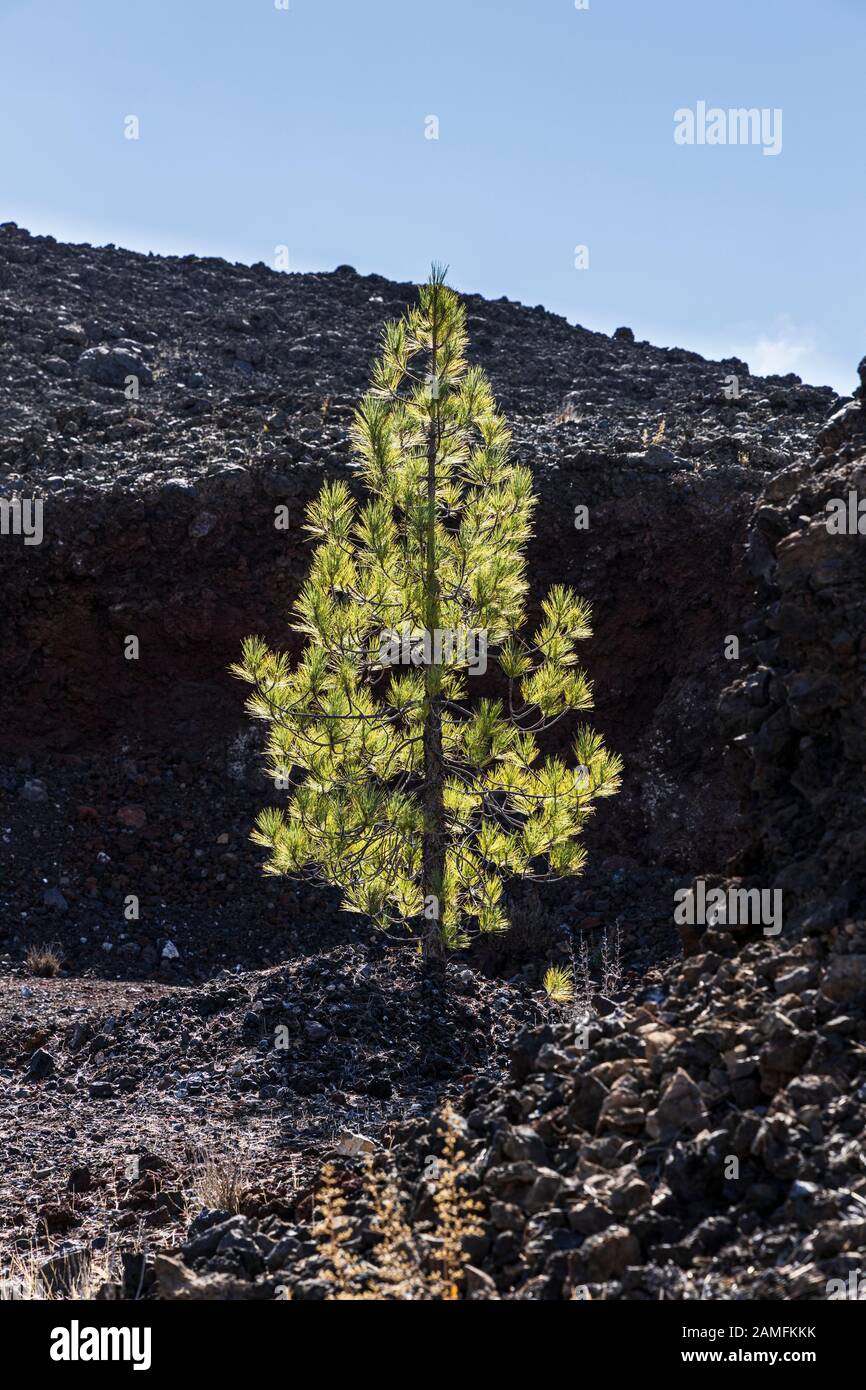Canarian pine tree, pinus canariensis, growing in the black volcanic ...