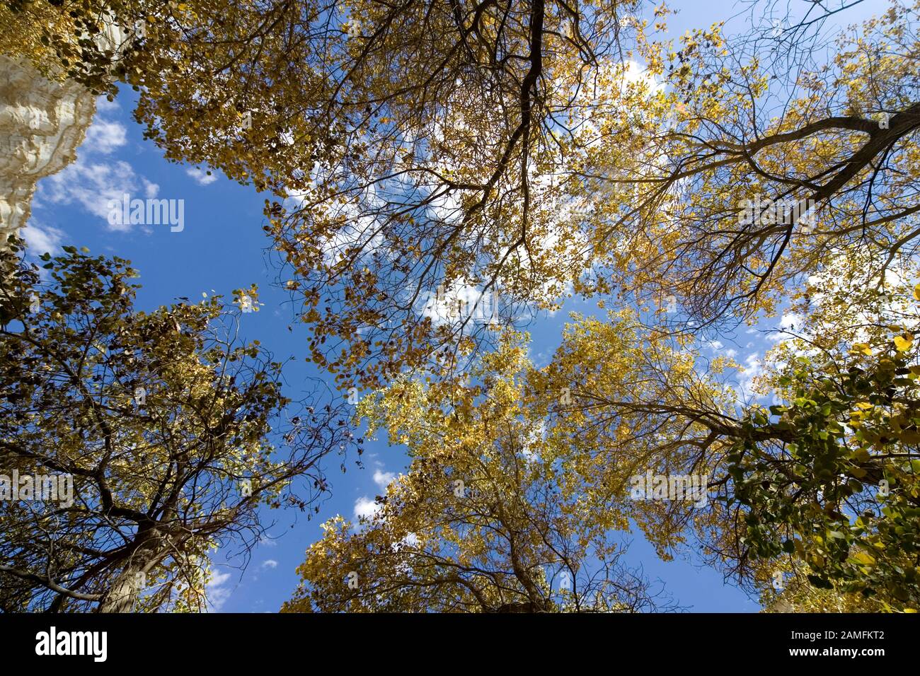 Populus euphratica hi-res stock photography and images - Alamy
