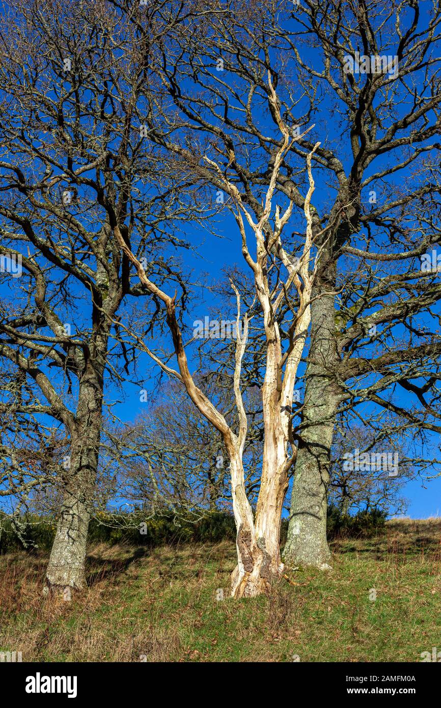Mixed Devon woodland,bosk, coppice, copse, silva, thicket, woodland ...