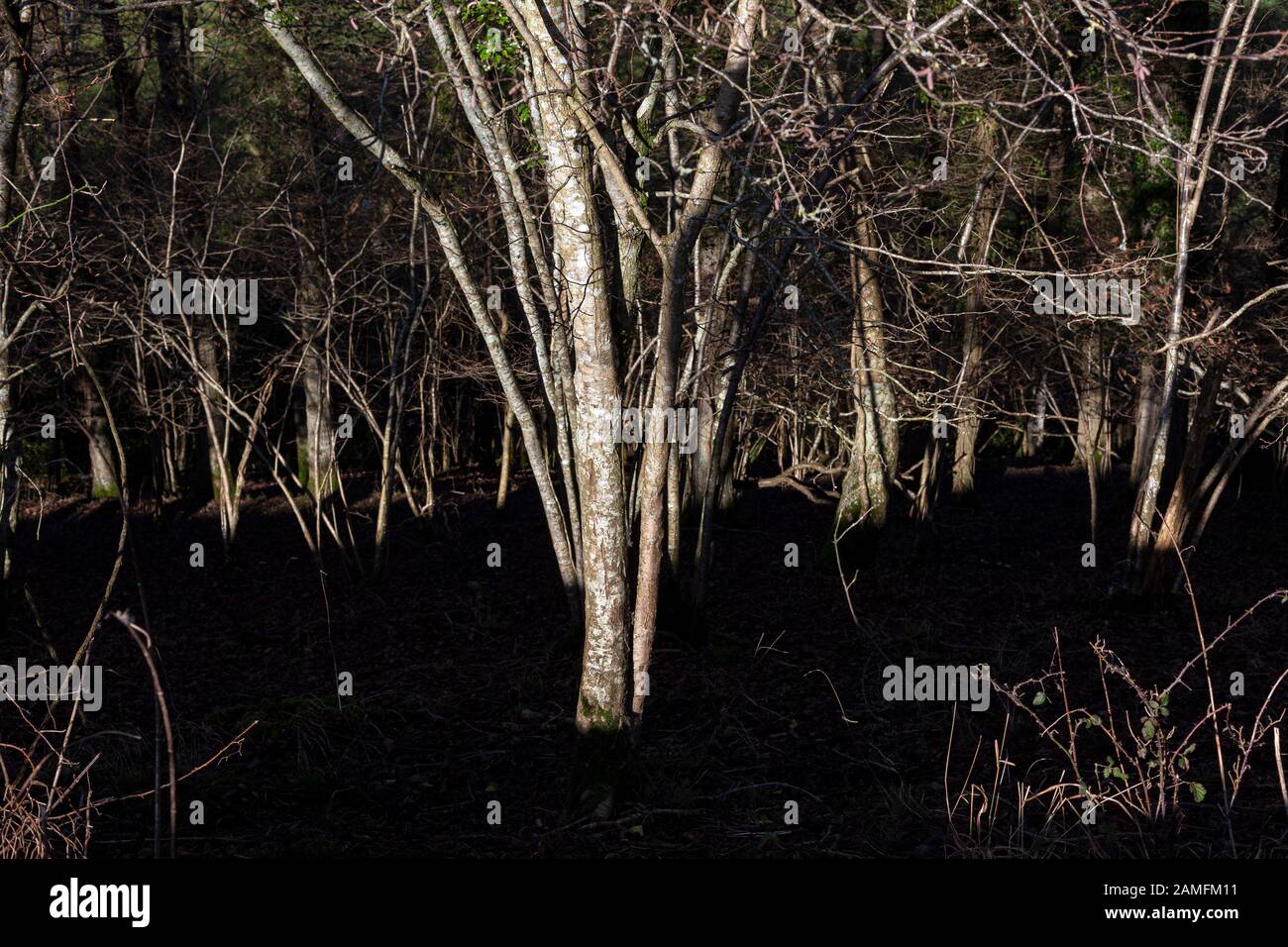 Mixed Devon woodland,bosk, coppice, copse, silva, thicket, woodland ...