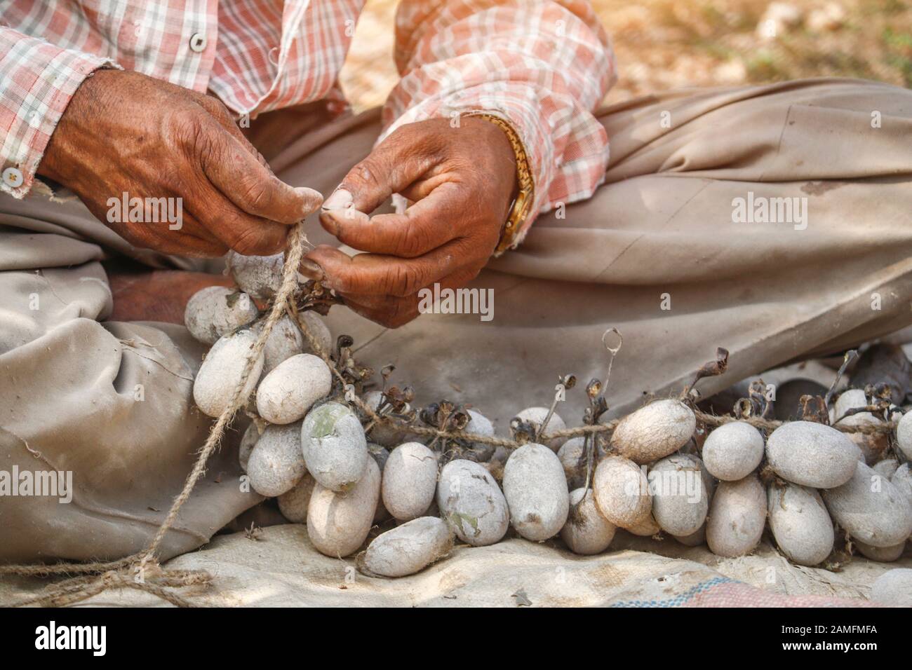 A man who ties silkworm cocoon in rope to keep in the warehouse Stock ...