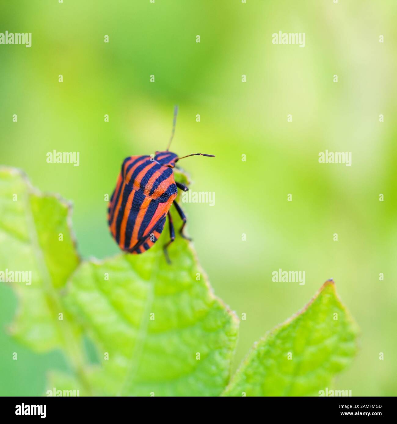 Shield bug top view hi-res stock photography and images - Alamy