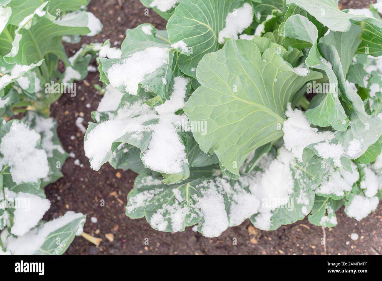 Healthy broccoli plant covered by snow in raised bed garden near Dallas ...