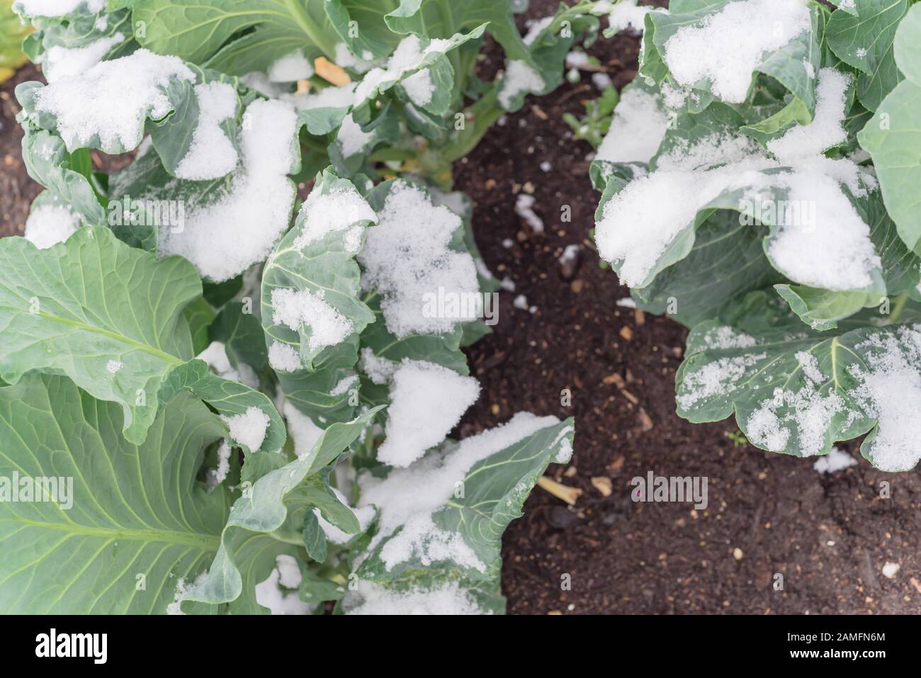 Healthy broccoli plant covered by snow in raised bed garden near Dallas ...