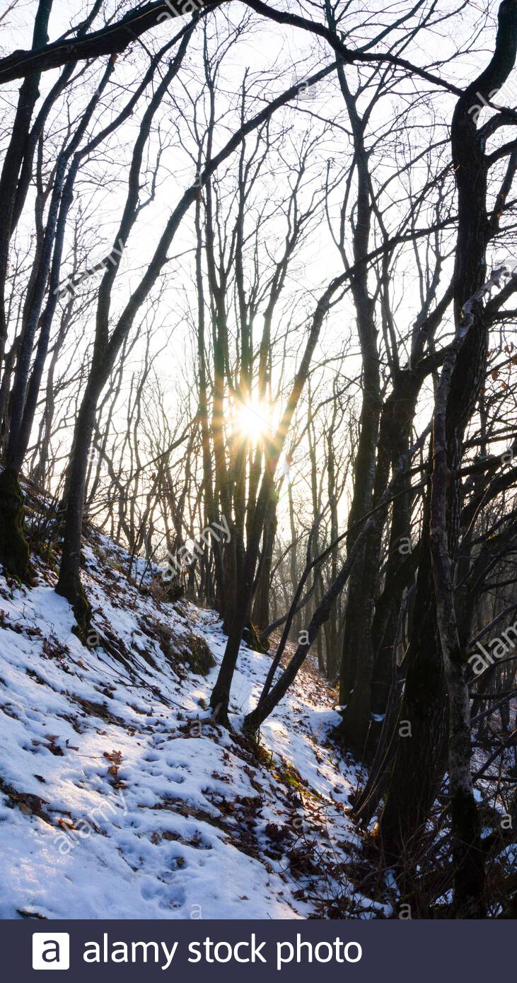 Treescape Stock Photos & Treescape Stock Images - Alamy