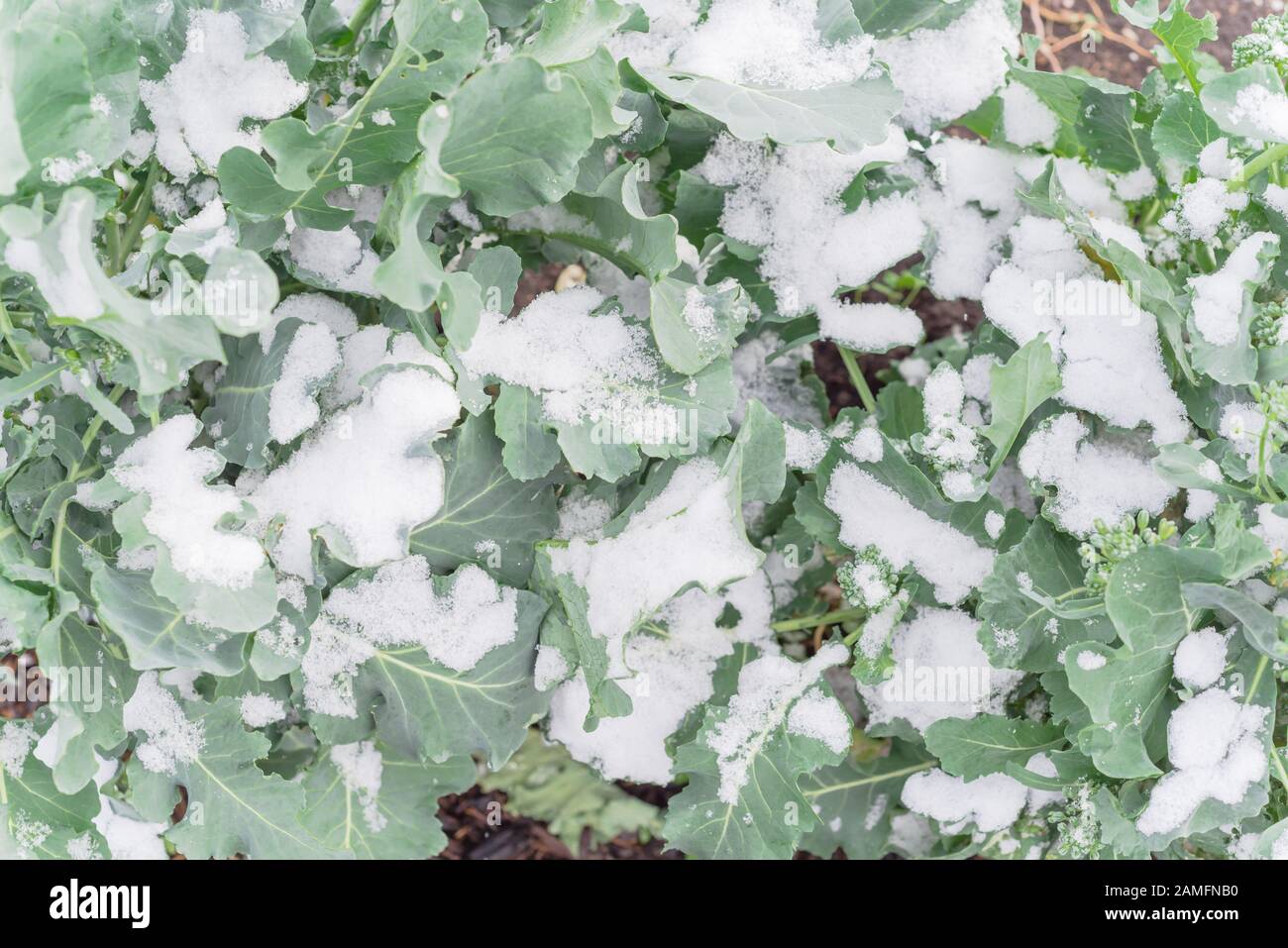 Healthy broccoli plant covered by snow in raised bed garden near Dallas ...