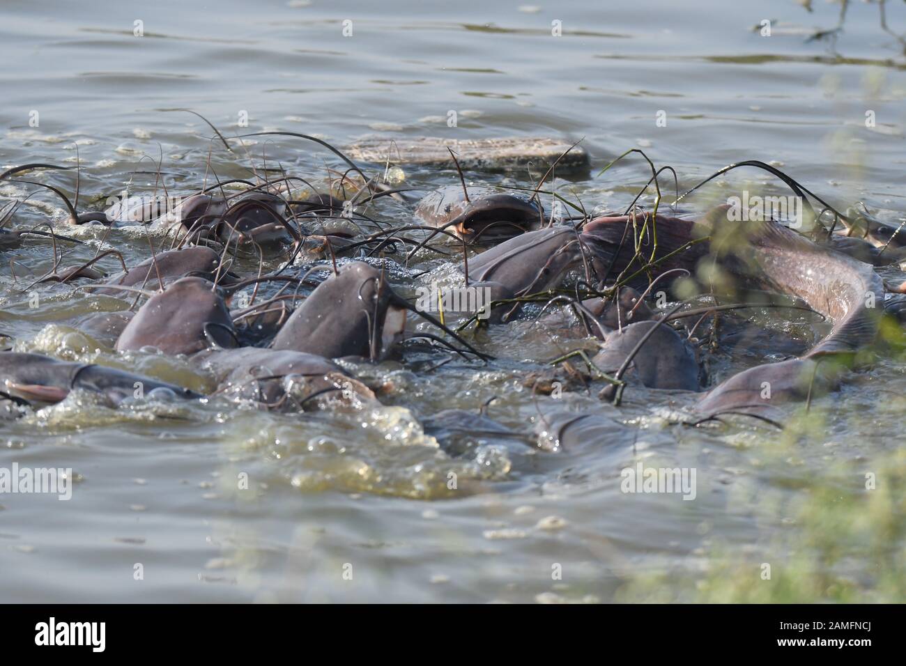 fish birds migratory Stock Photo - Alamy