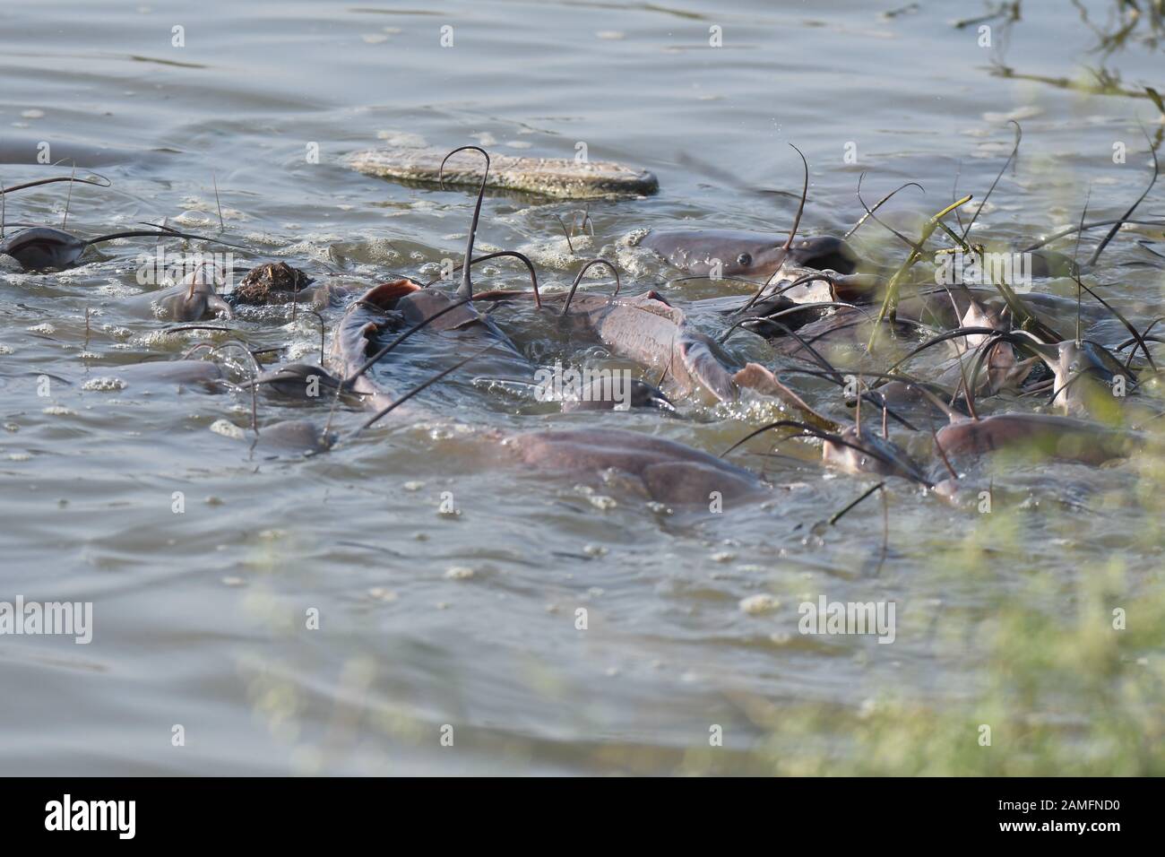 fish birds migratory Stock Photo - Alamy