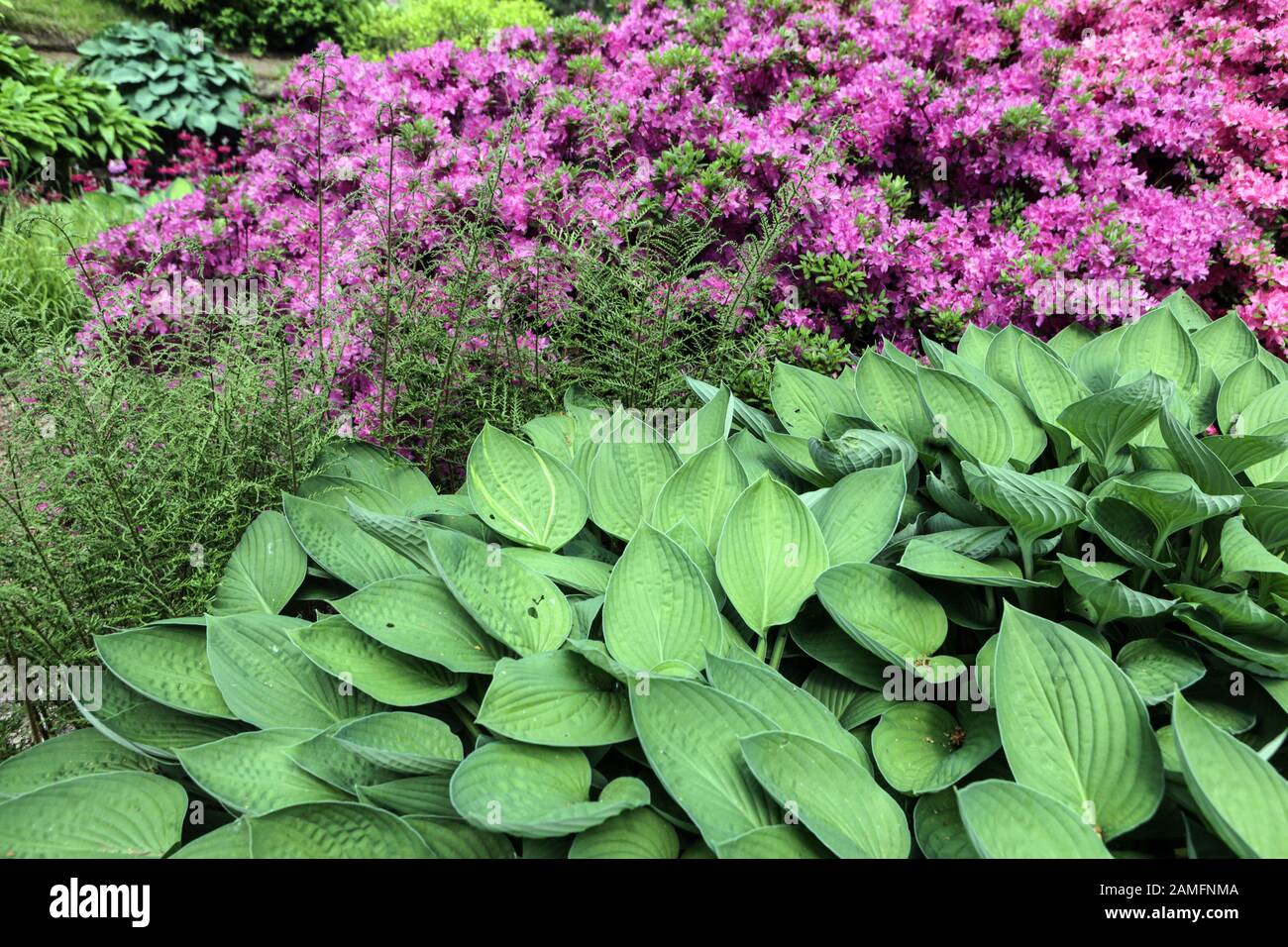 Hosta Border High Resolution Stock Photography and Images - Alamy