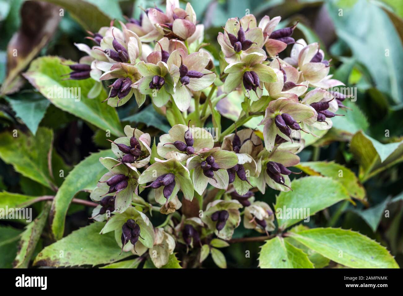 Hellebore seed Helleborus seedheads, gone to seed, ripe Hellebores ...