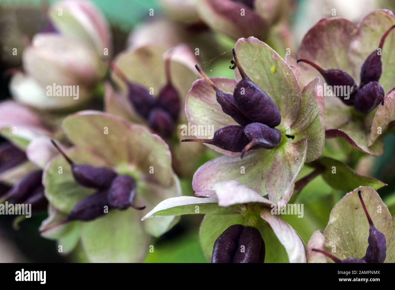 Rose seeds hi-res stock photography and images - Alamy