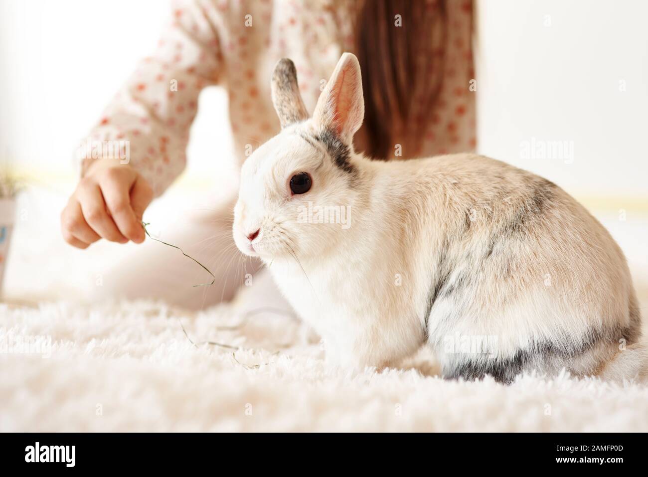 Child's hand feeding the rabbit Stock Photo - Alamy