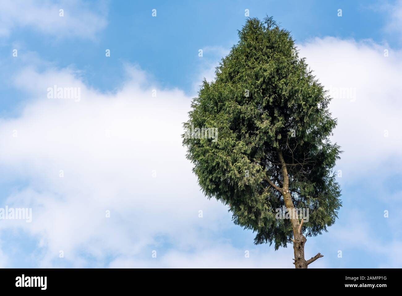 Pine tree against blue sky and white clouds in Chengdu, Sichuan ...