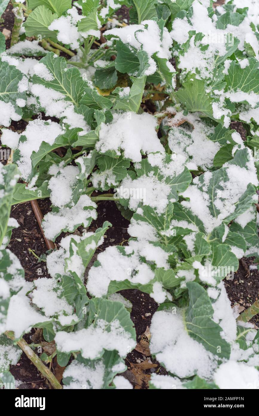 Healthy broccoli plant covered by snow in raised bed garden near Dallas ...