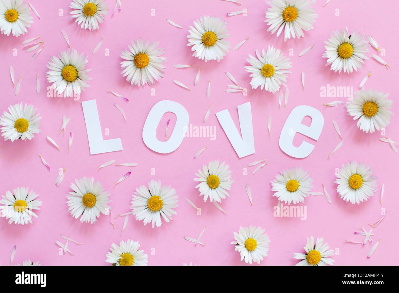 Light Pink Daisy Background