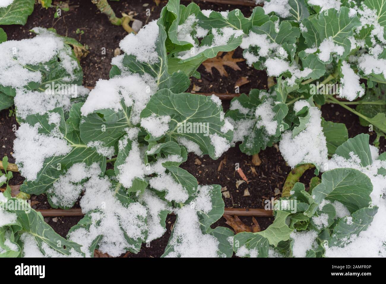 Plot with irrigation system and snow covered on organic broccoli leaves ...